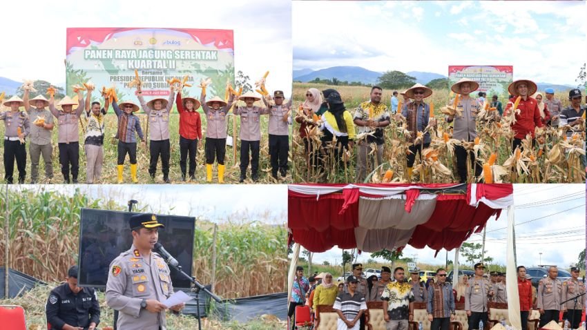 Panen Raya Jagung Serentak Kuartal II 2025, Tapsel Tunjukkan Dukungan Kuat pada Ketahanan Pangan ...